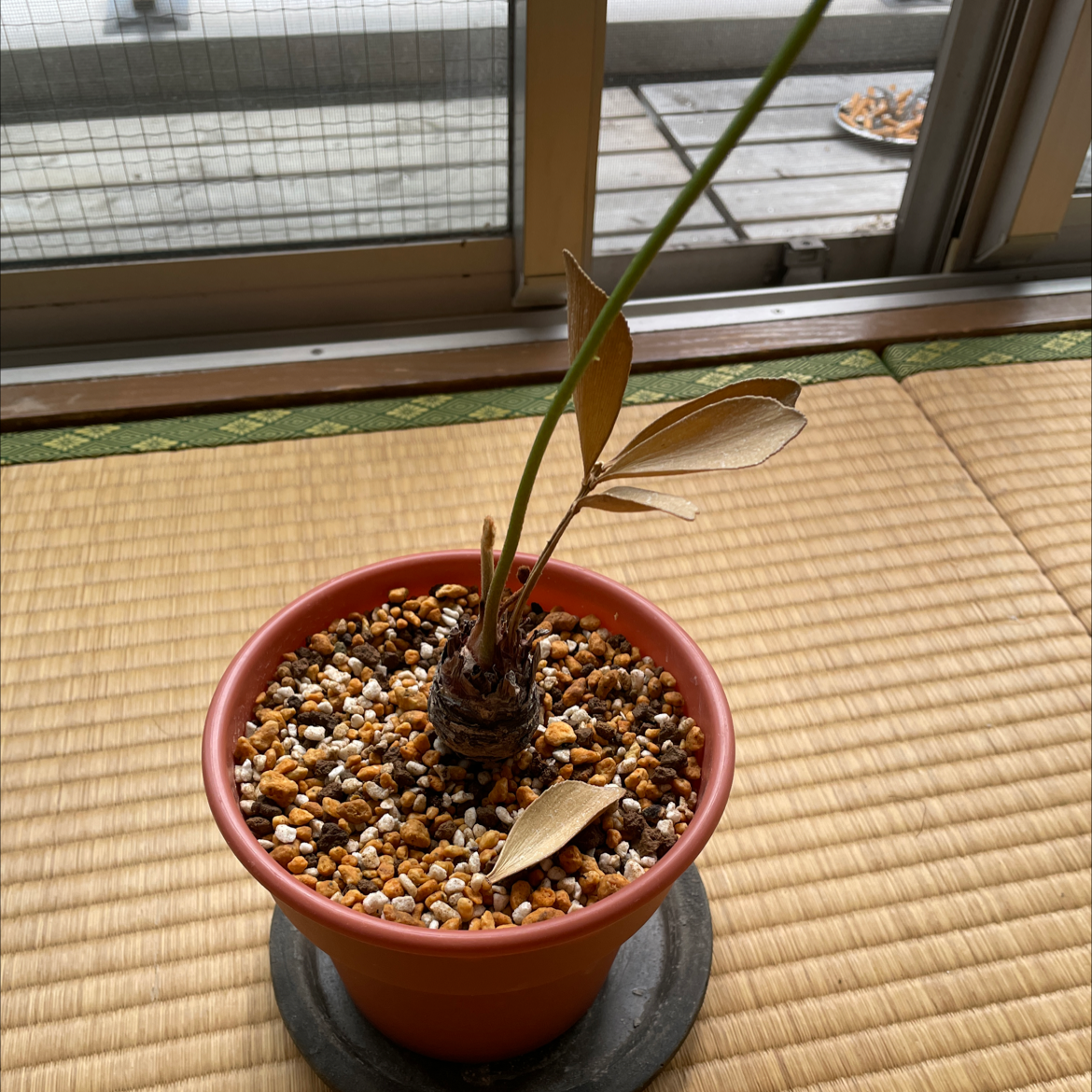 When and Where Should I Trim My Cardboard Palm?
