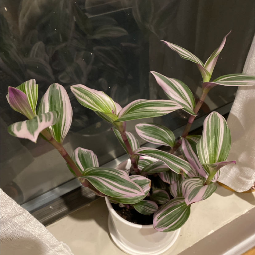 10 Advantages of Having an Inch Plant