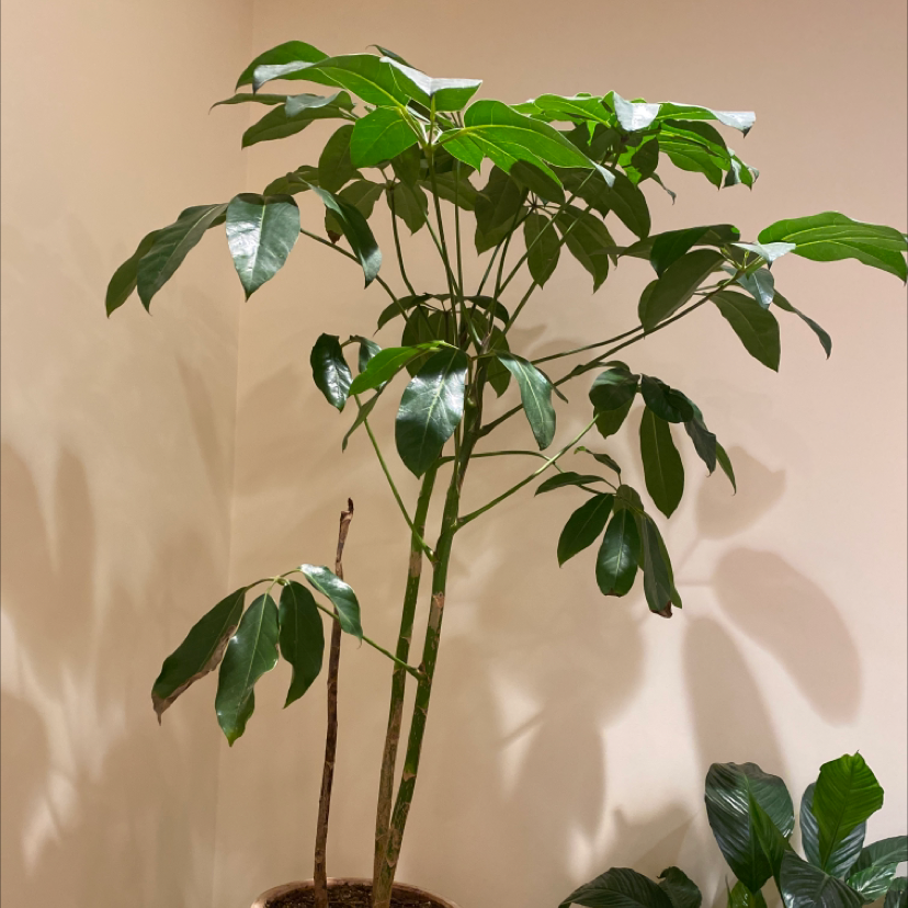Soil Recommendations For Umbrella Tree