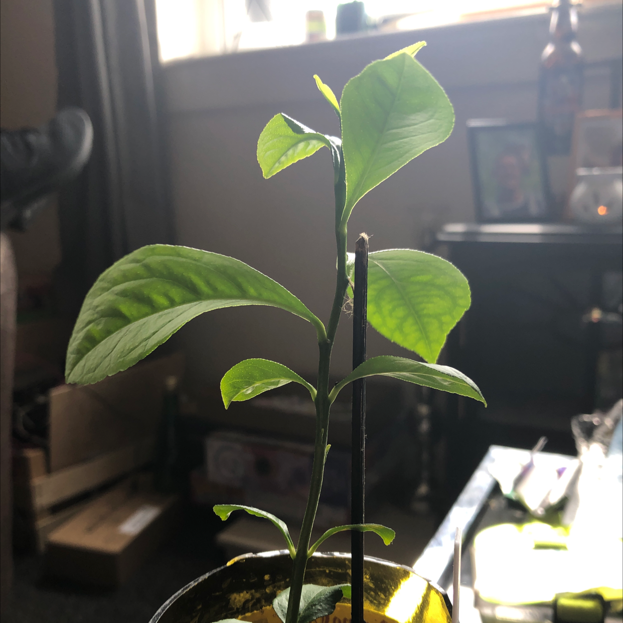 🍊 What Temperature Does My Orange Tree Need?