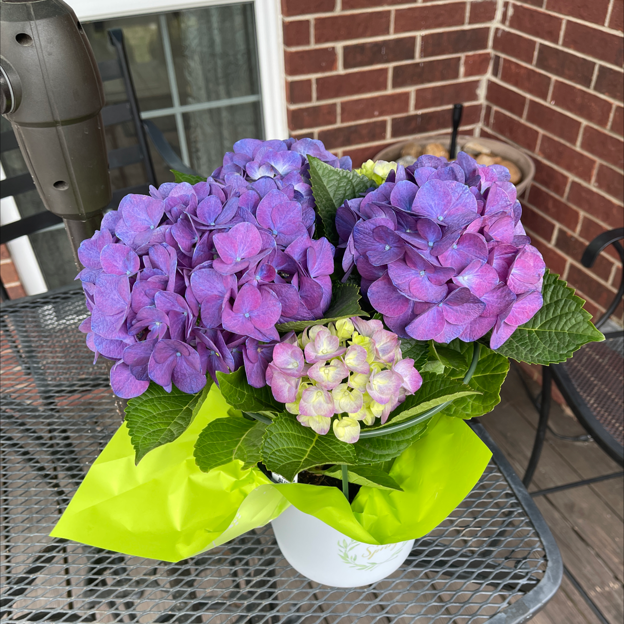 Diagnosing French Hydrangea Root Rot