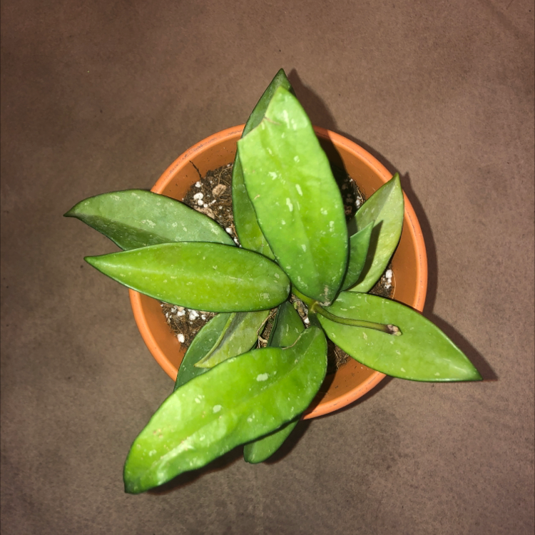 Zeus | A plant by @Plantesplants on Greg