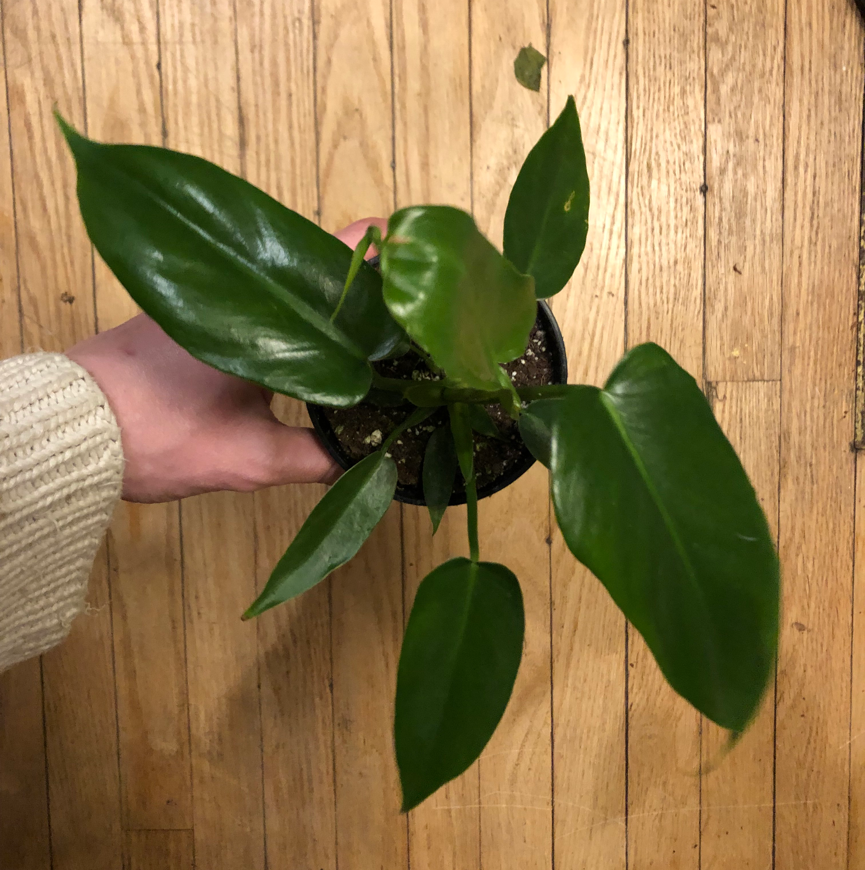 What Does It Mean When Philodendron 'Florida' Blooms?
