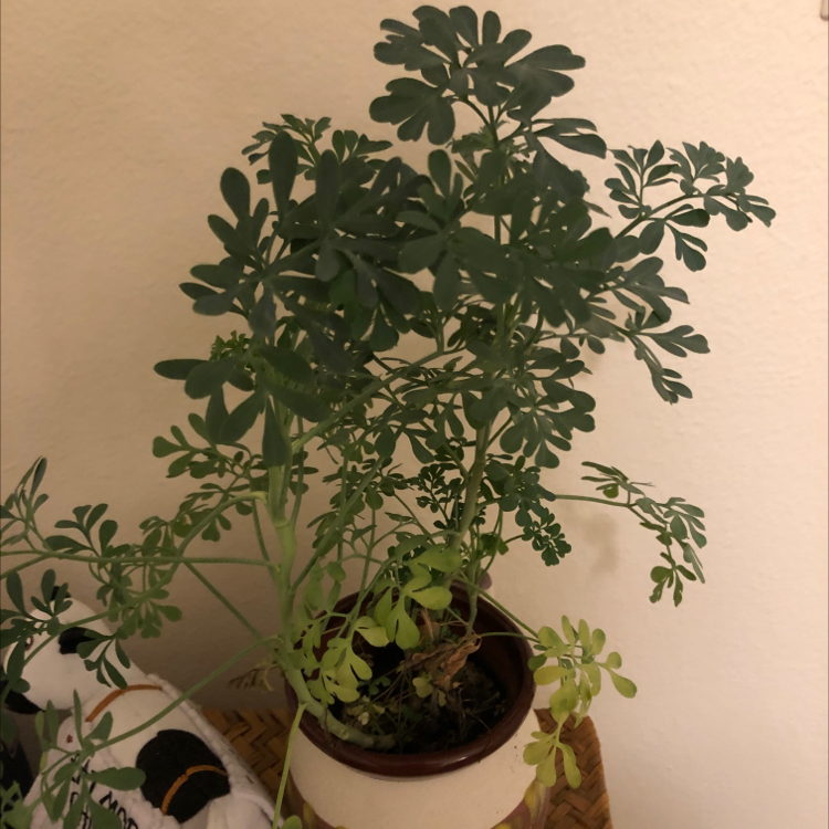 Soil Recommendations for Common Rue