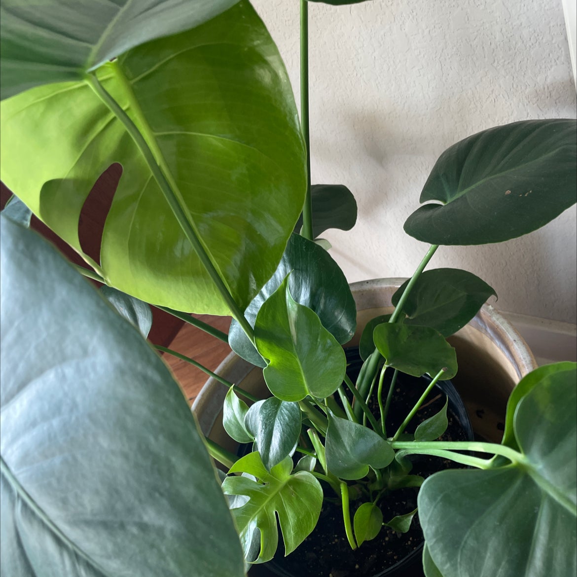 Symbolism and Benefits of the Dwarf Monstera Deliciosa