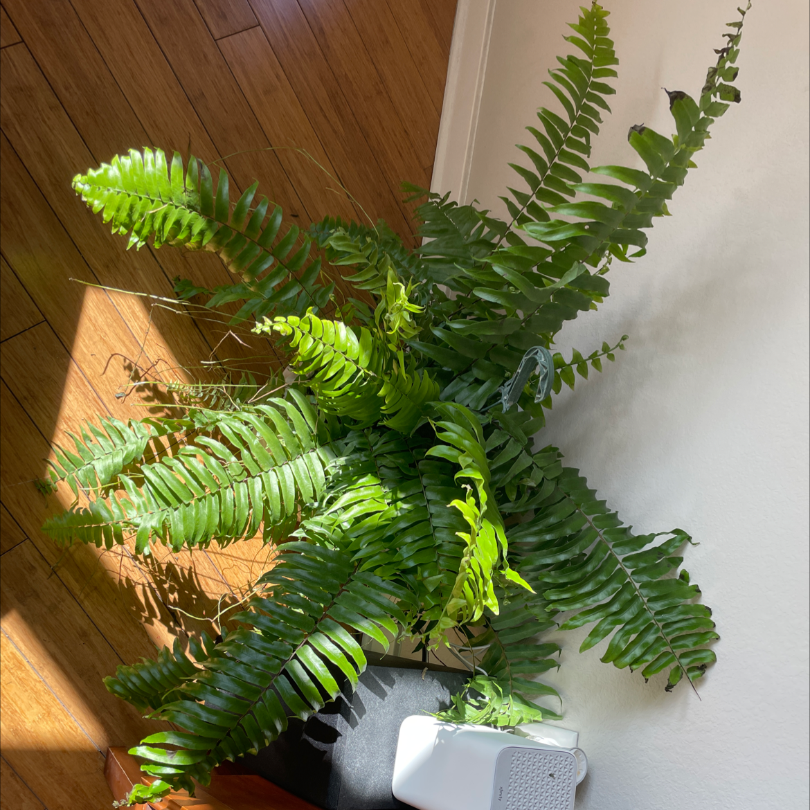Why Are My Jester's Crown Fern Leaves Falling Over?