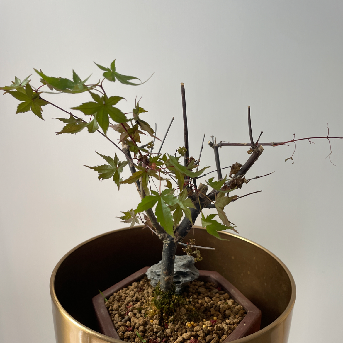 Propagating Your Japanese Maple: Step-by-Step Guide