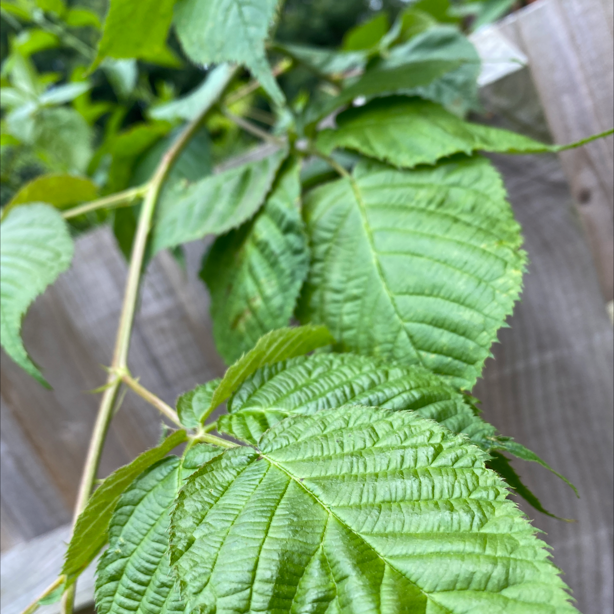 Black Spots on My European Red Raspberry Leaves