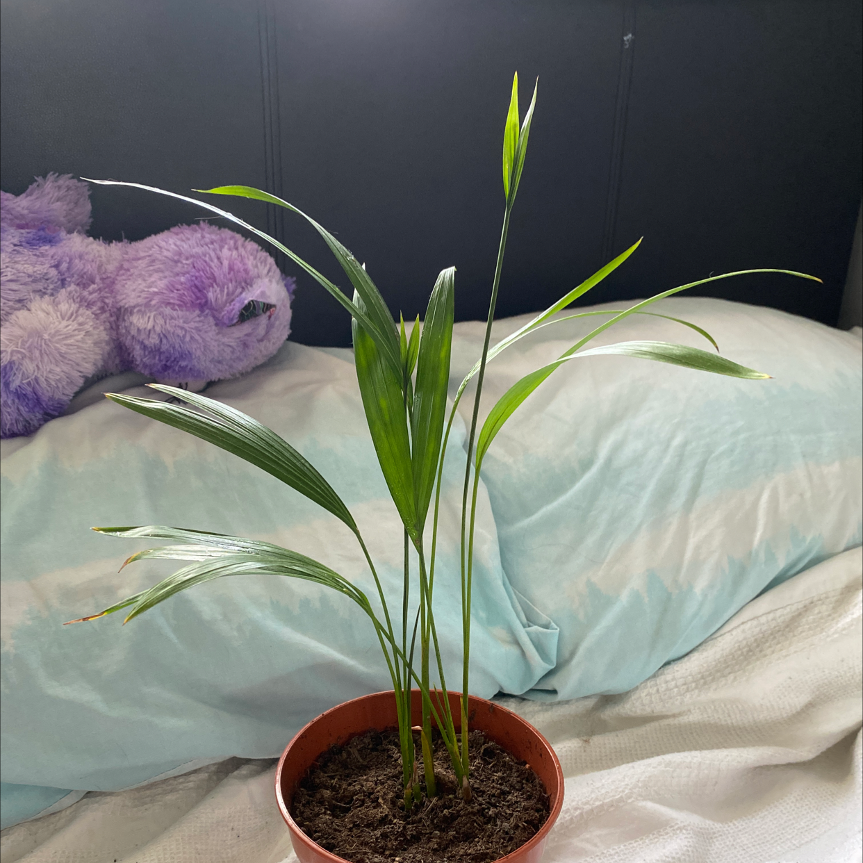 Keep Your Queen Palm Alive: Light, Water & Care Instructions