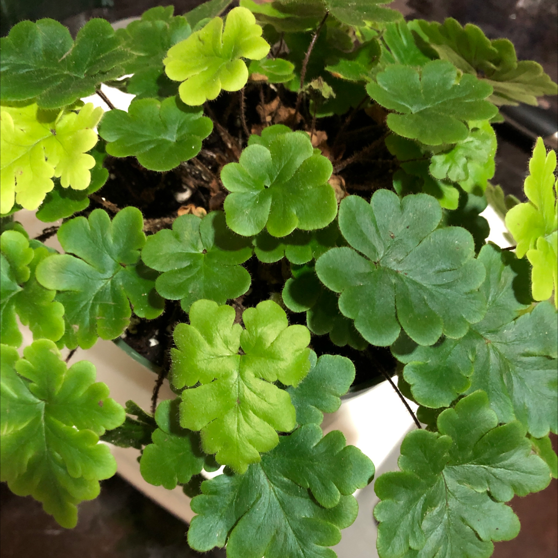 The Complete Oak Leaf Fern Plant Care Guide: Water, Light & Beyond