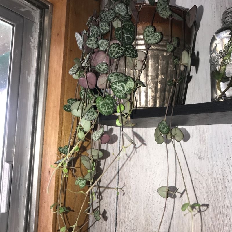 How to Fertilize Your Chain of Hearts