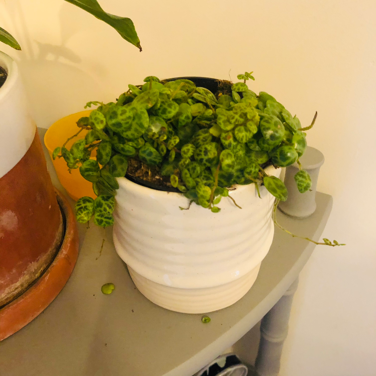 Fertilizing My String Of Turtles To Double Its Growth