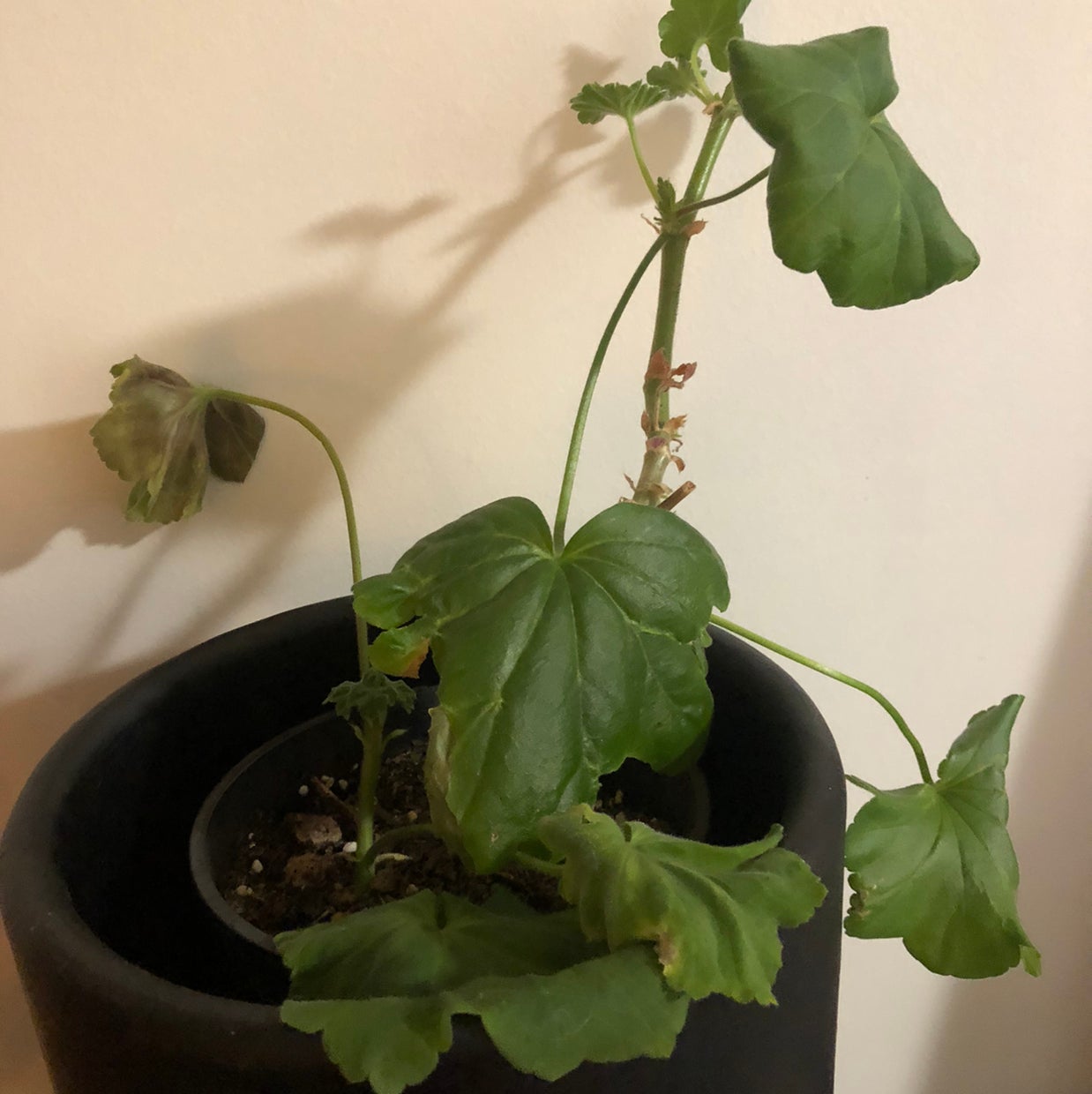 Common Zonale Geranium Problems