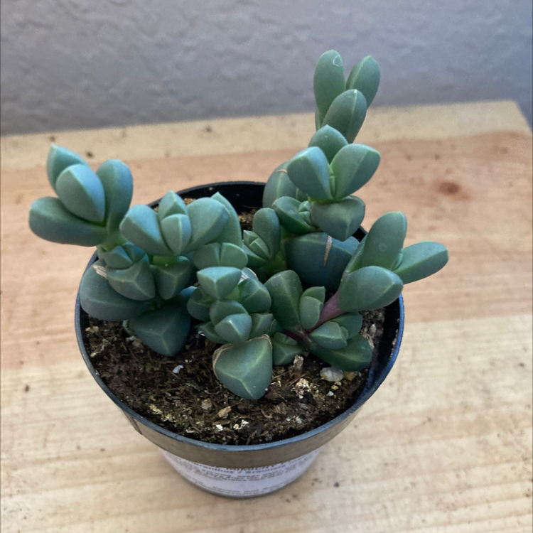 Personalized Beads Lampranthus Care: Water, Light, Nutrients | Greg App