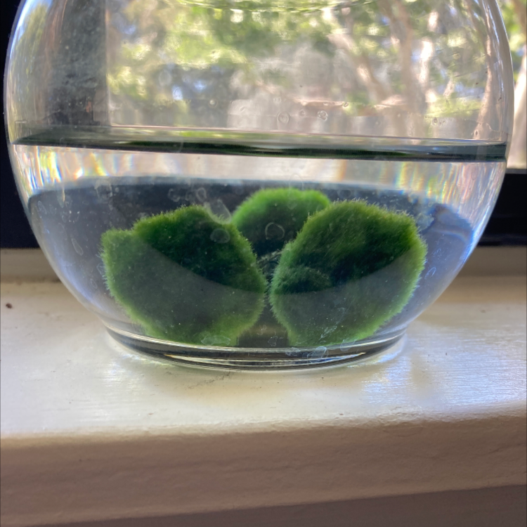 🌊 Light Requirements For My Marimo