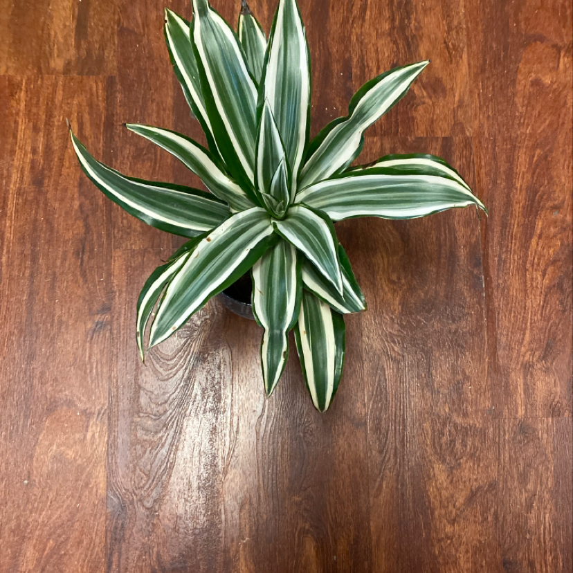 10 Advantages Of Having A Song Of India