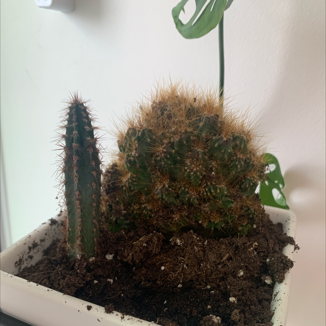 Lumpy | A plant by @tayramone69 on Greg