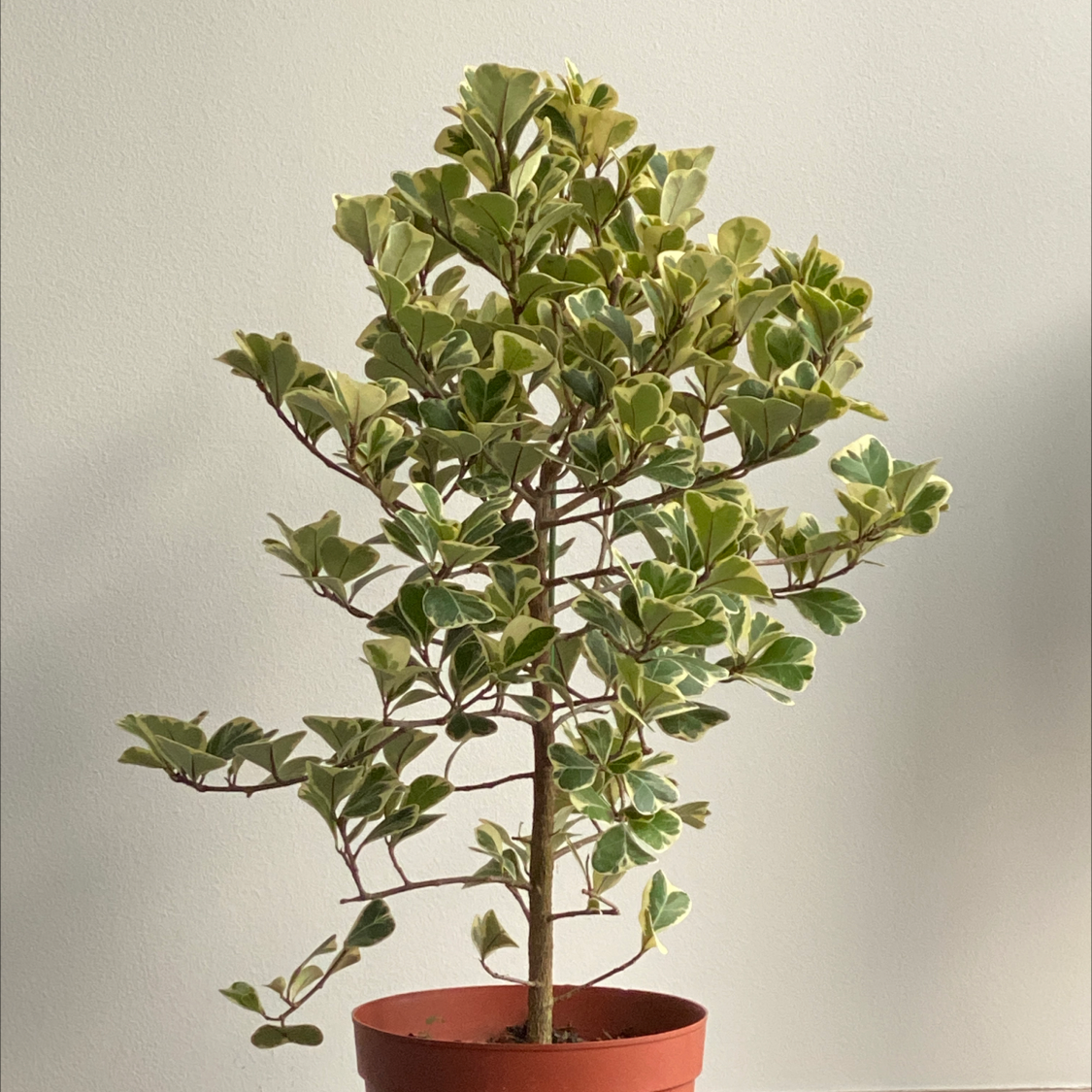 The Complete Ficus triangularis 'Variegata' Plant Care Guide: Water ...