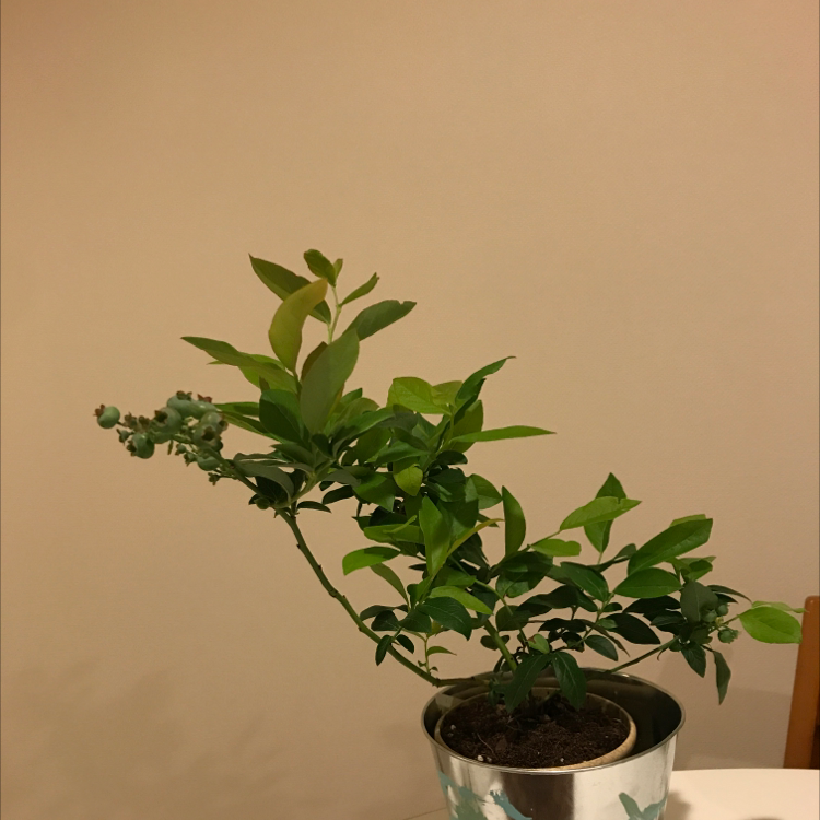 American Blueberry - Ultimate Guide to Fertilizing