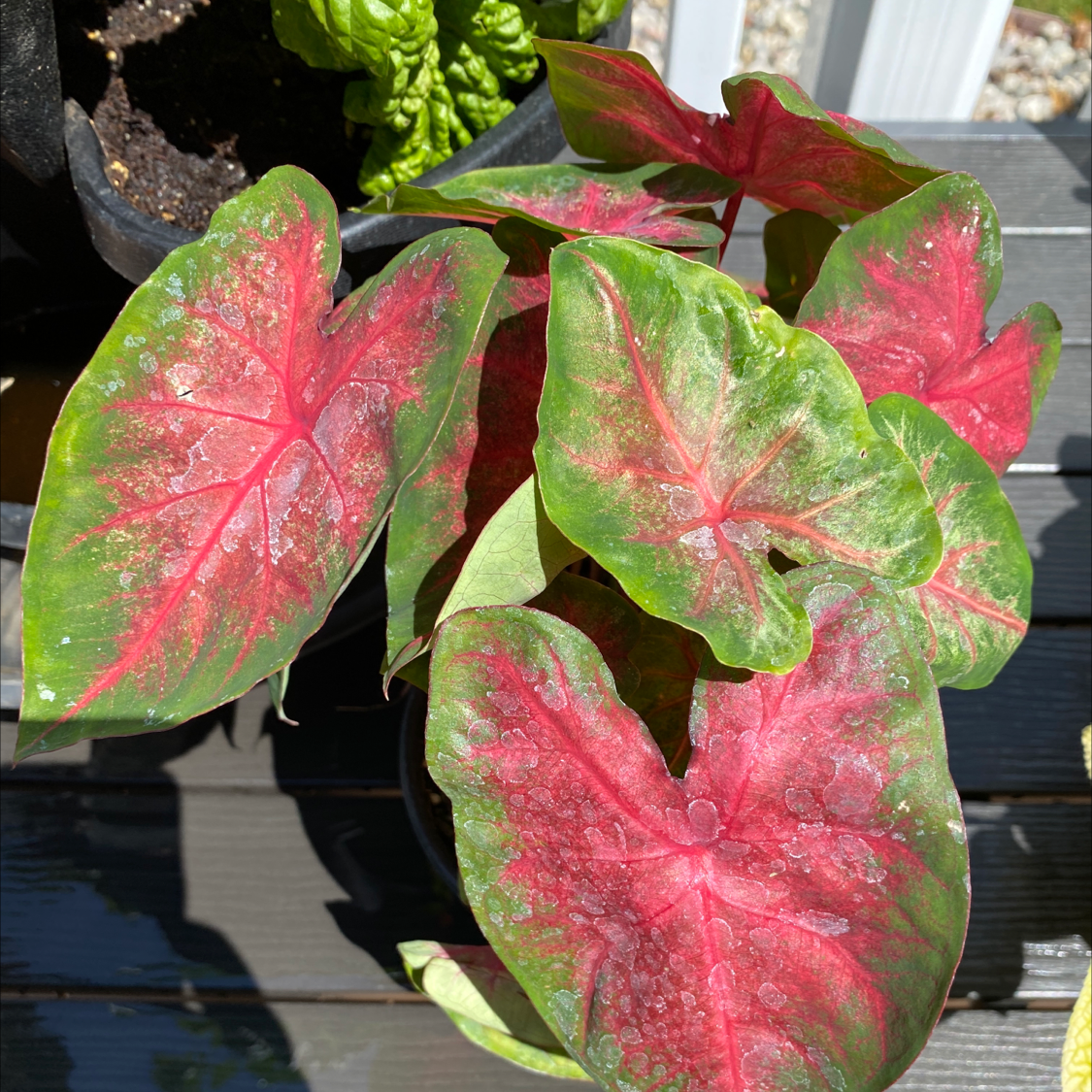 Your Heart of Jesus's Light Requirements