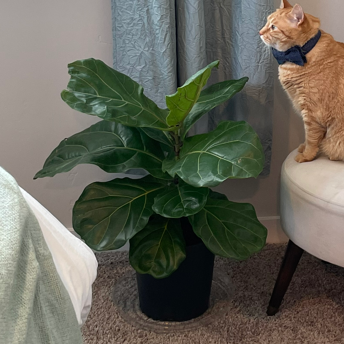 Symbolism And Benefits Of The Fiddle Leaf Fig