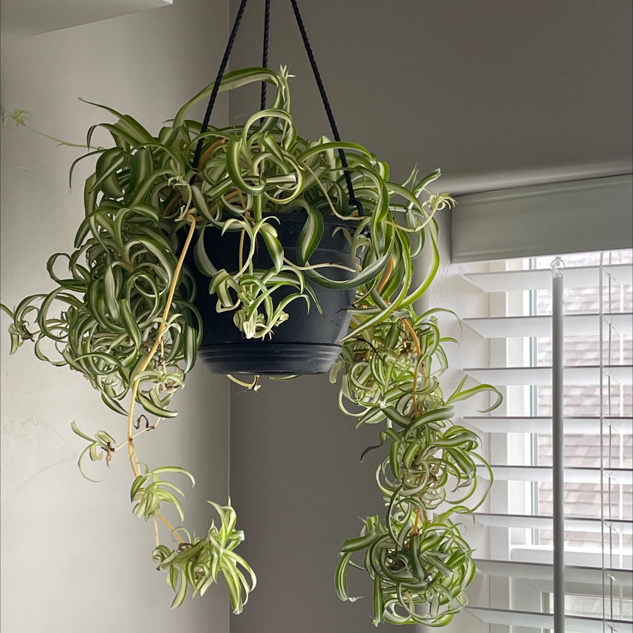 How to Propagate Your Curly Spider Plant