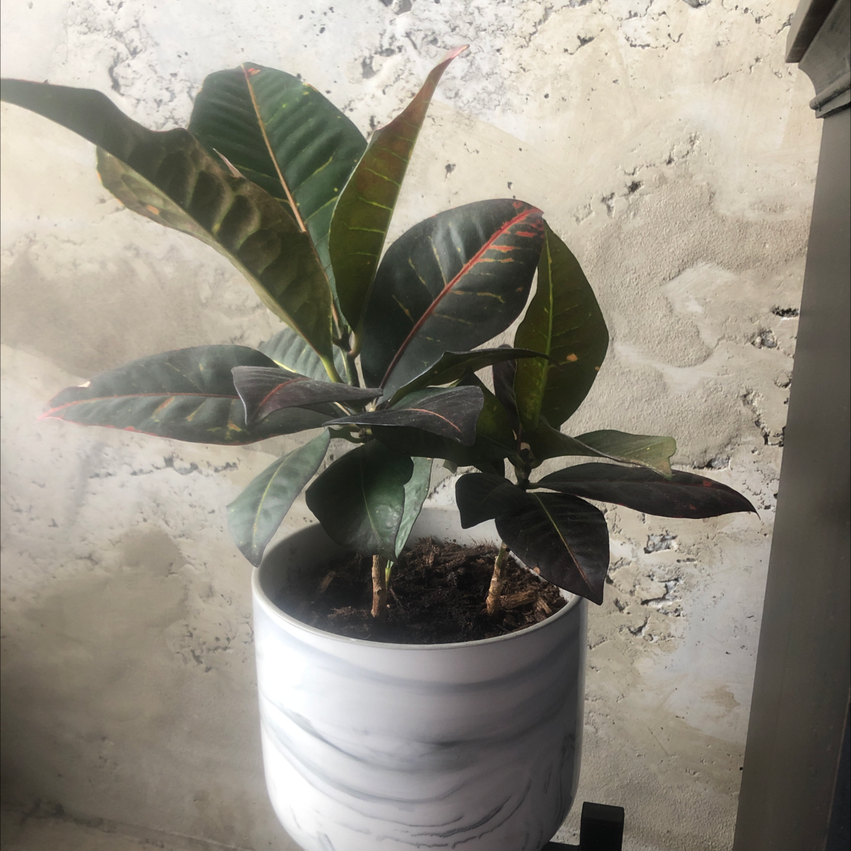 🌞 Is My Croton Tamara Getting Too Much Direct Sunlight?
