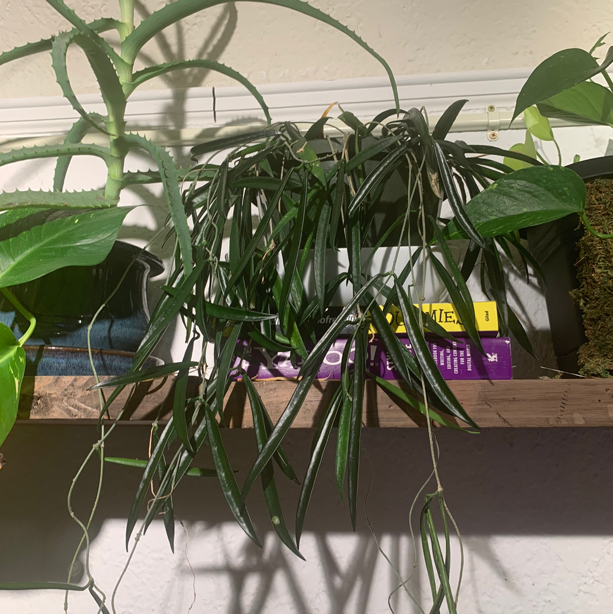 💧 How Much Humidity Does My Variegated Hoya kentiana Need?