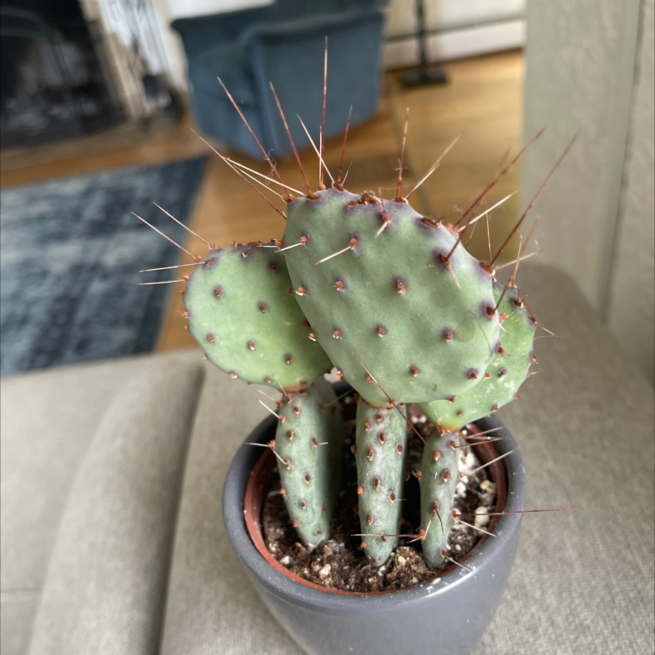 🌵 Symbolism and Benefits of the Purple Prickly Pear
