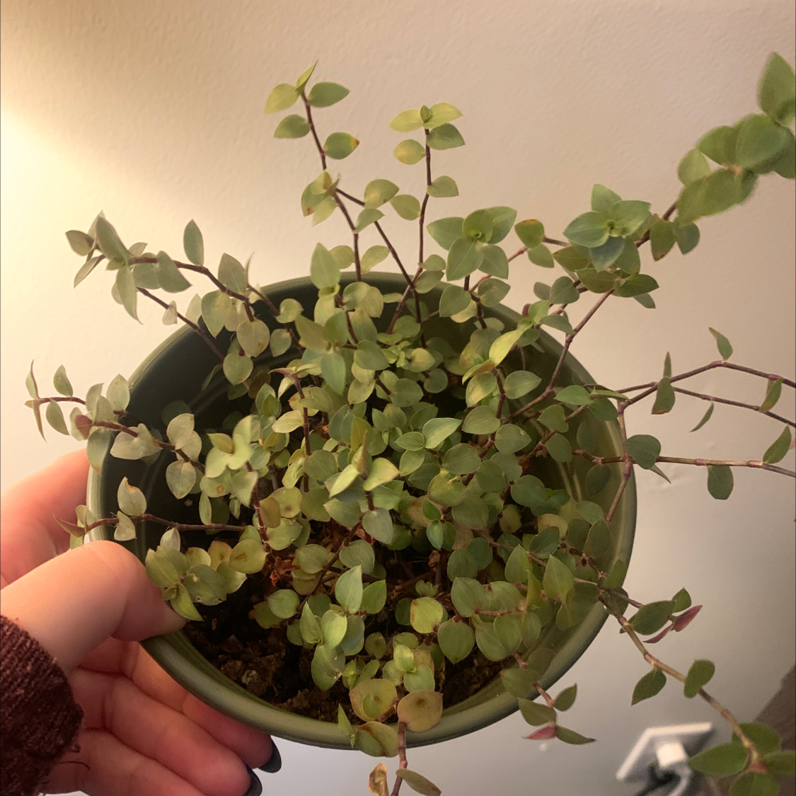 Why Are My Creeping Inch Plant Leaves Droopy? 💧