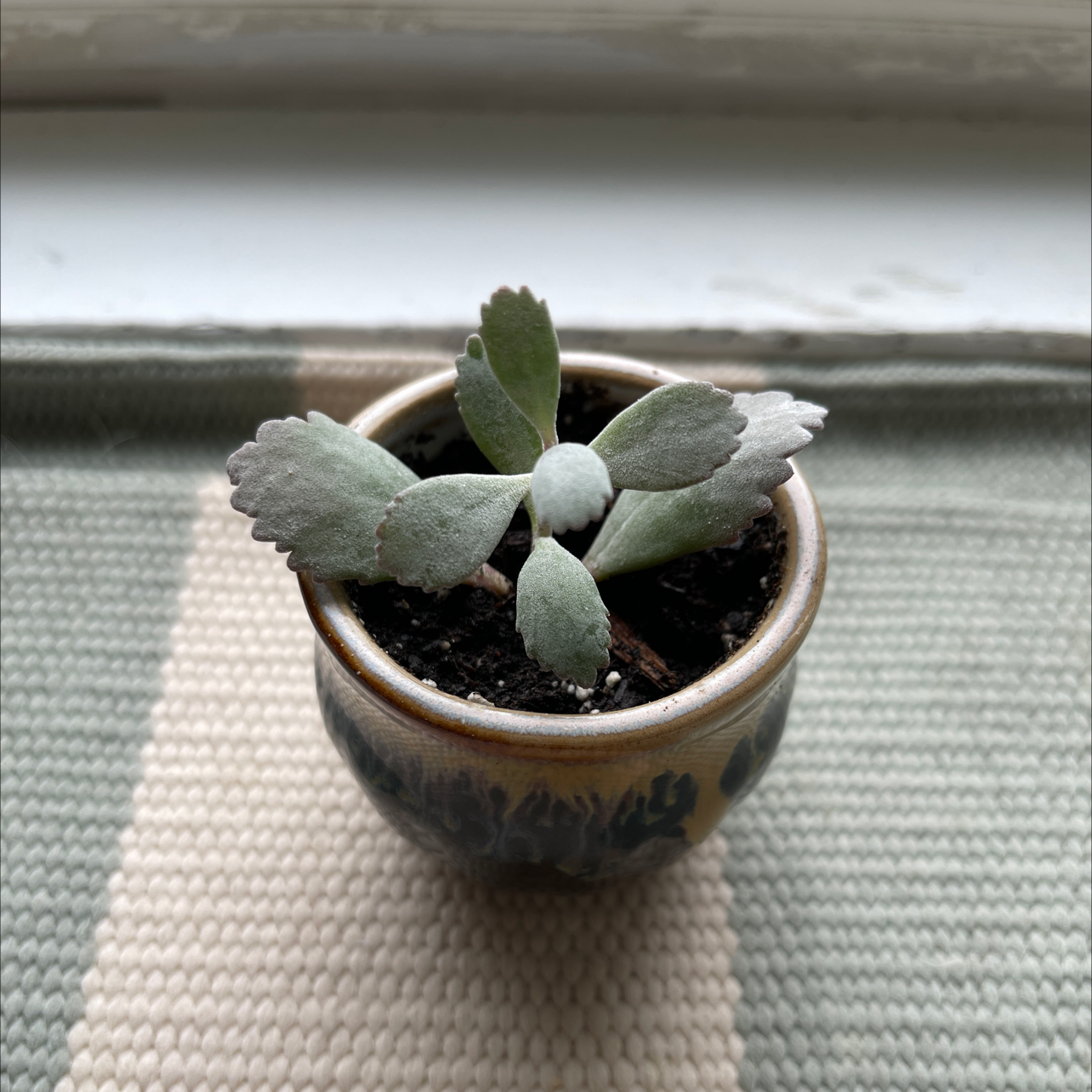 Why Are There Brown Spots on My Flower Dust Plant?