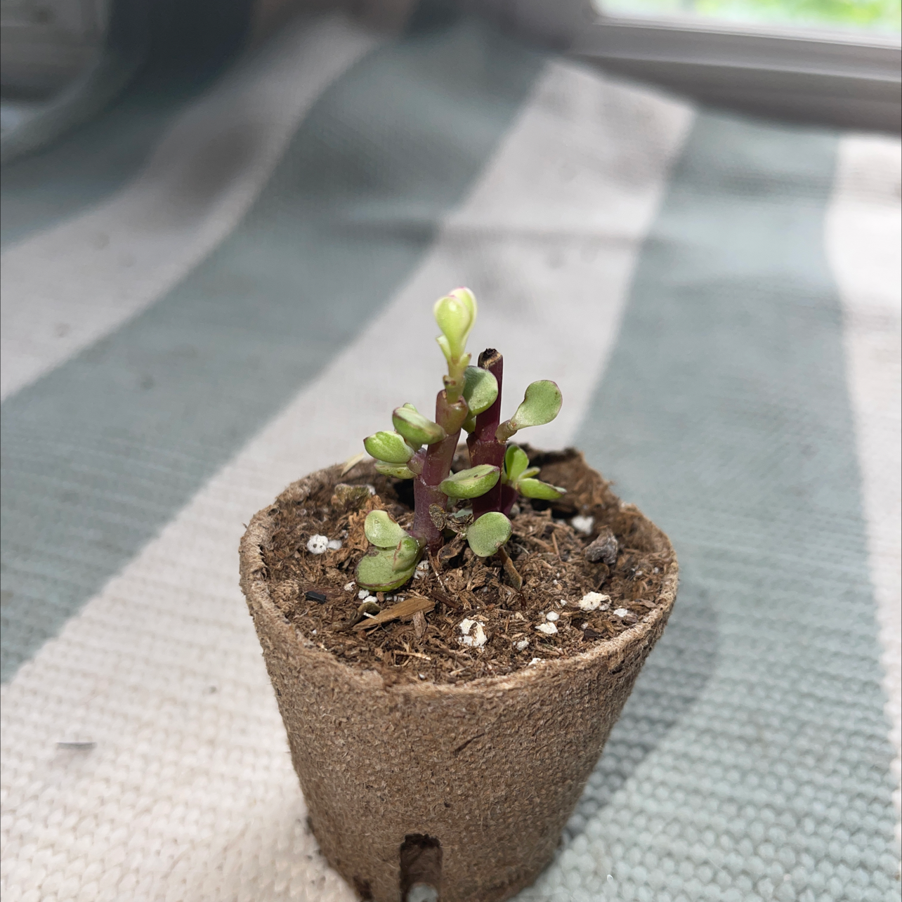 Soil Recommendations for Common Purslane