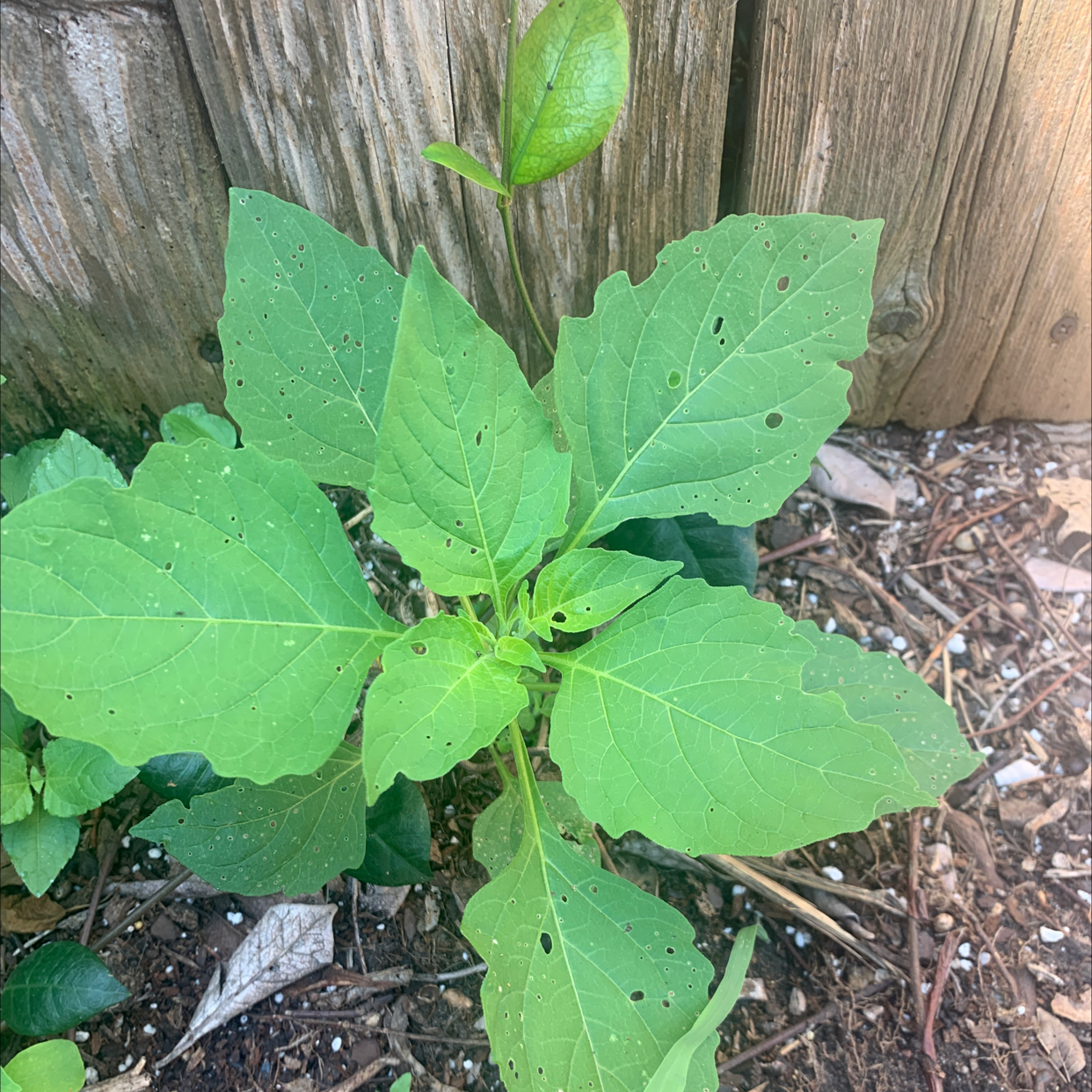 10 Advantages of Having a Black Nightshade