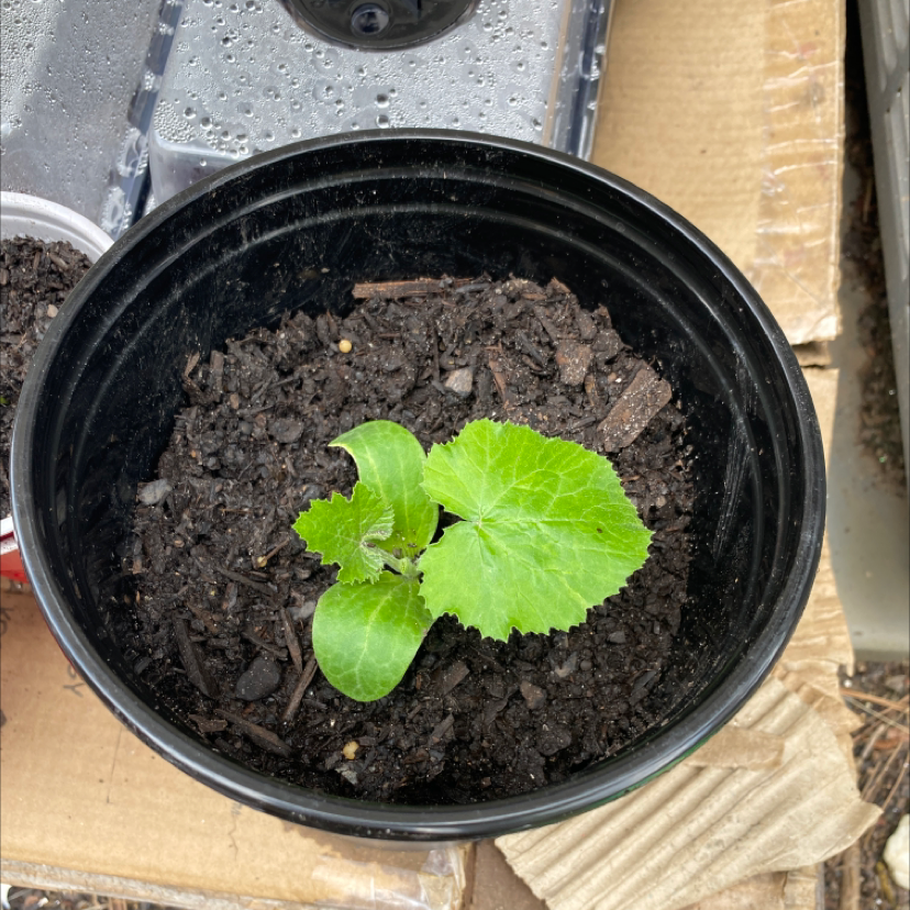 🍈 How and When Should I Cut Back My Melon?