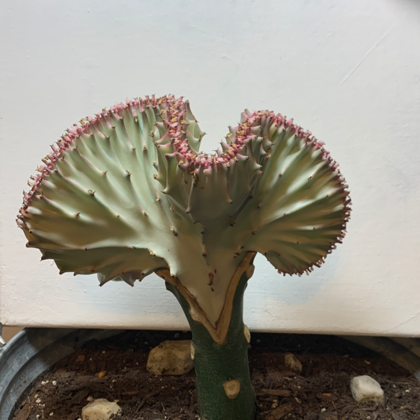 Black Spots on My Coral Cactus Leaves