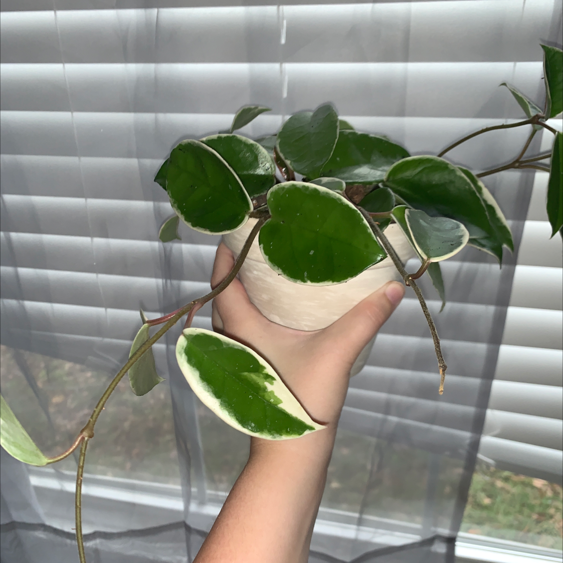 Propagating Wax Plant: The Ultimate Guide