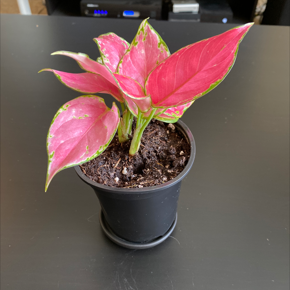 Propagating Your Aglaonema 'Pink Splash': Step-by-Step Guide