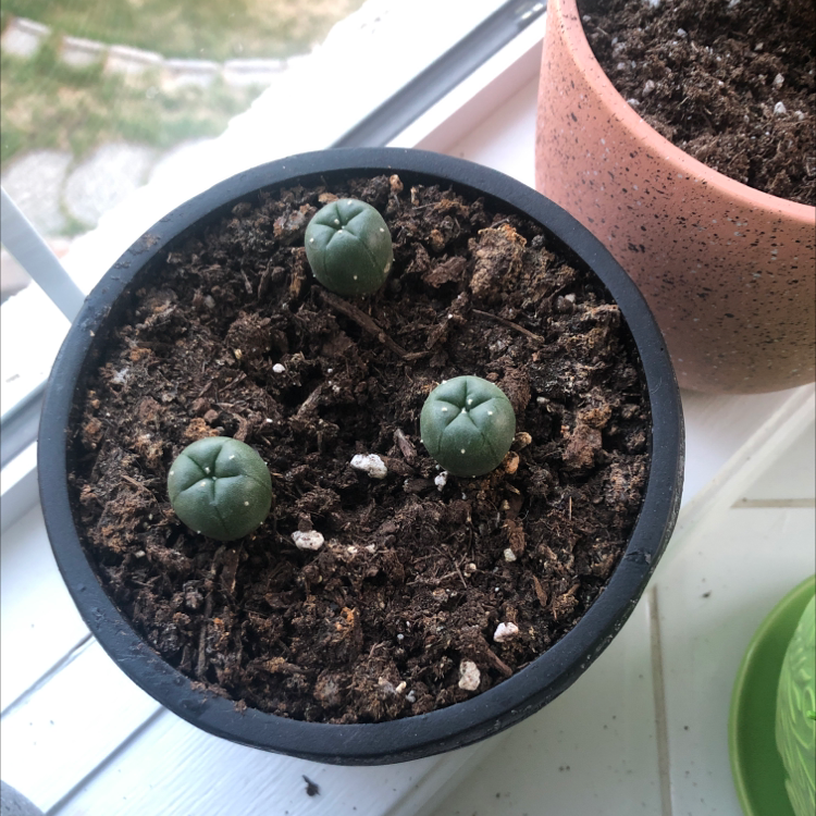 Symbolism and Benefits of the Peyote