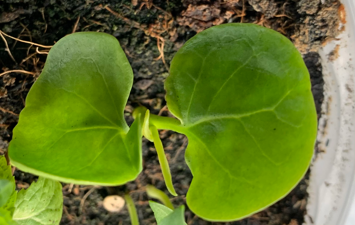 💧 Why Are My Madeira Vine Leaves Mushy?