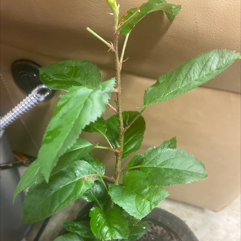 🍑 Propagating Plum Tree: The Ultimate Guide