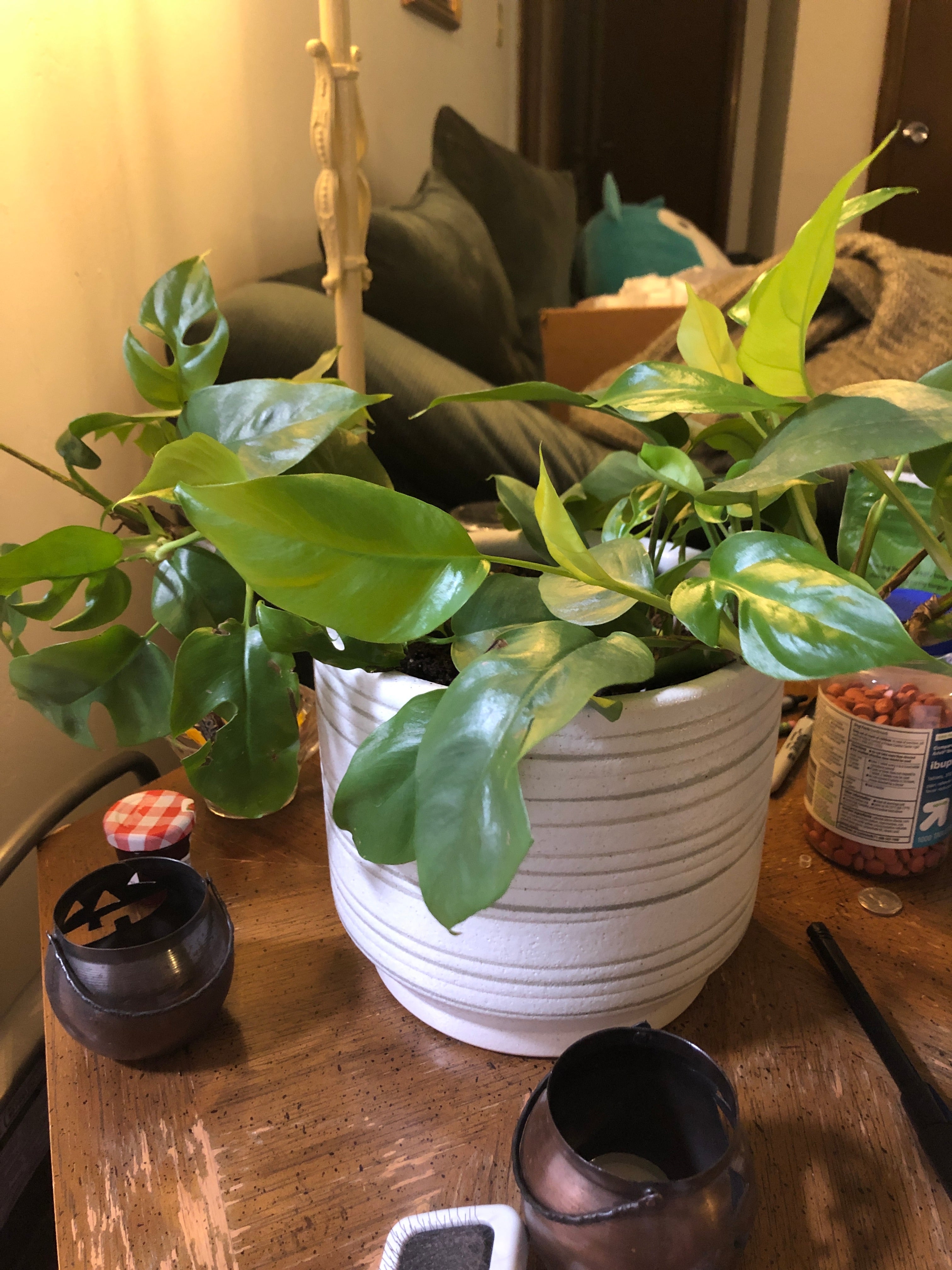 Split Leaf Philodendron - Fertilizing 101