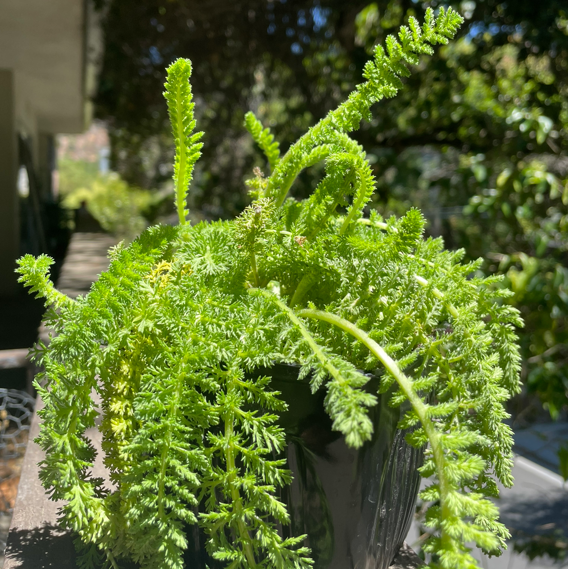 Why Is My Yarrow Not Doing Well?