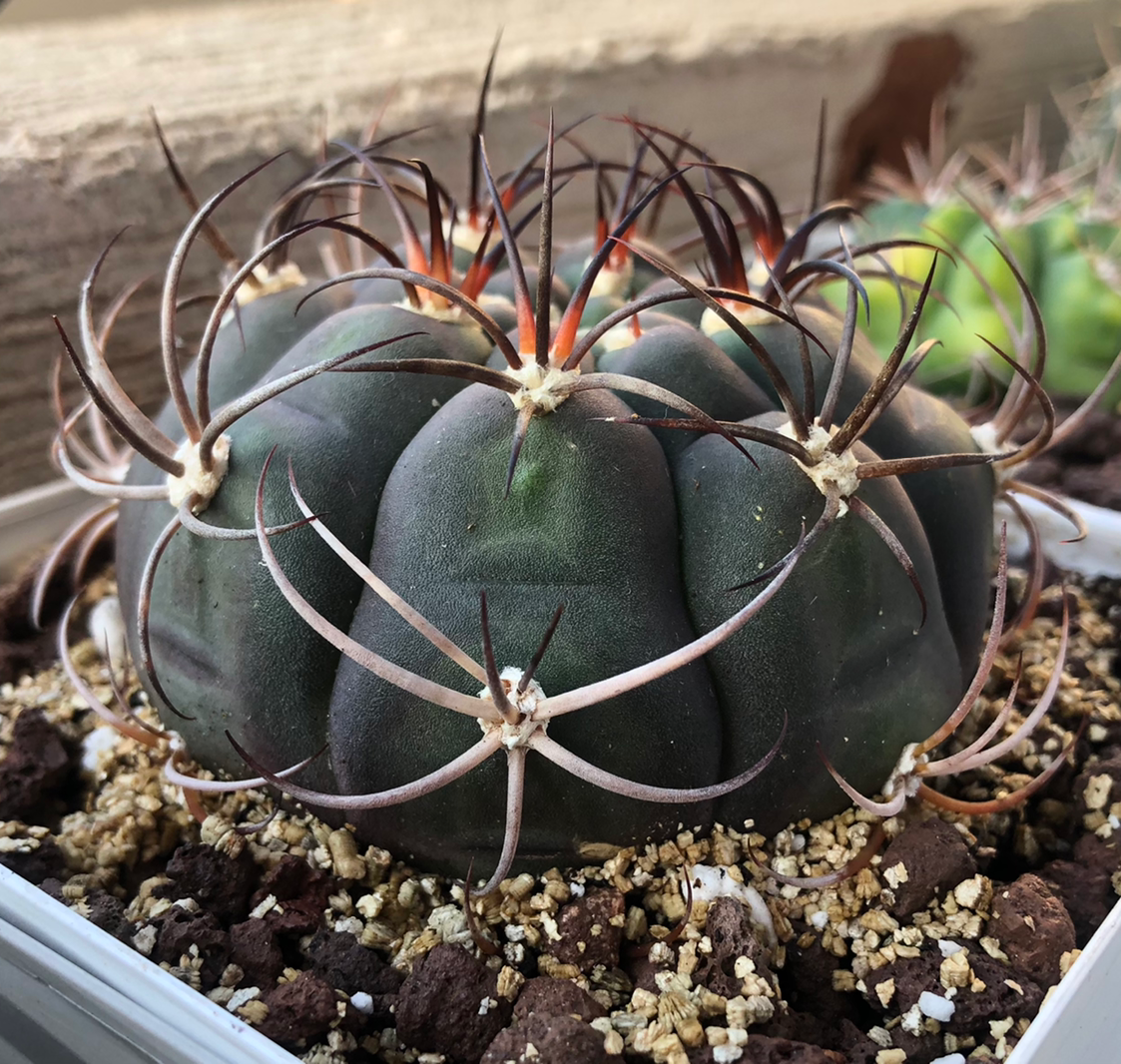 Giant Chin Cactus Care 101: Water, Light & Growing Tips