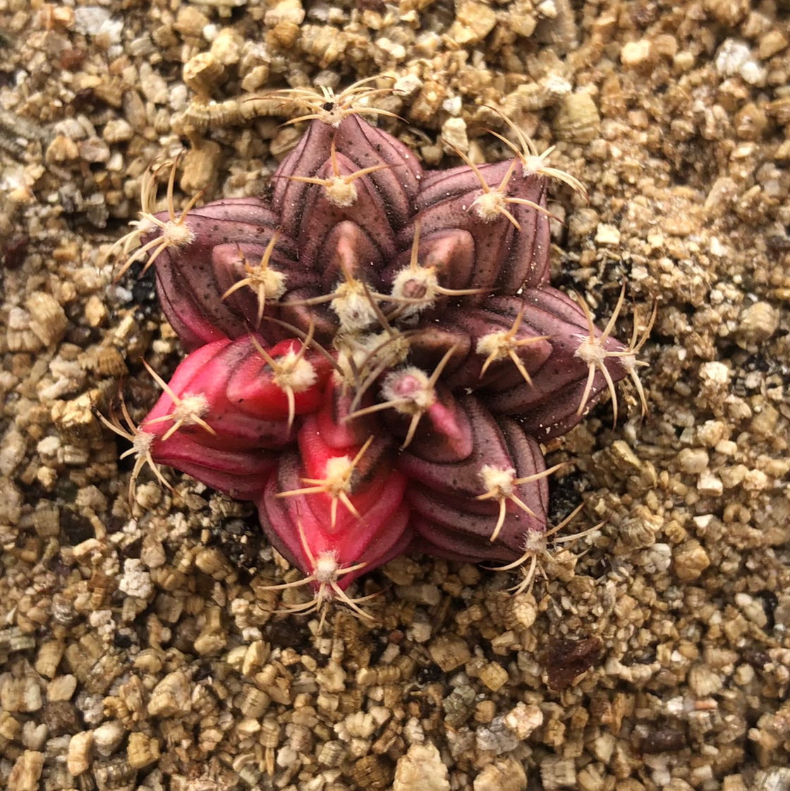 Black Spots on My Gymnocalycium stenopleurum Leaves