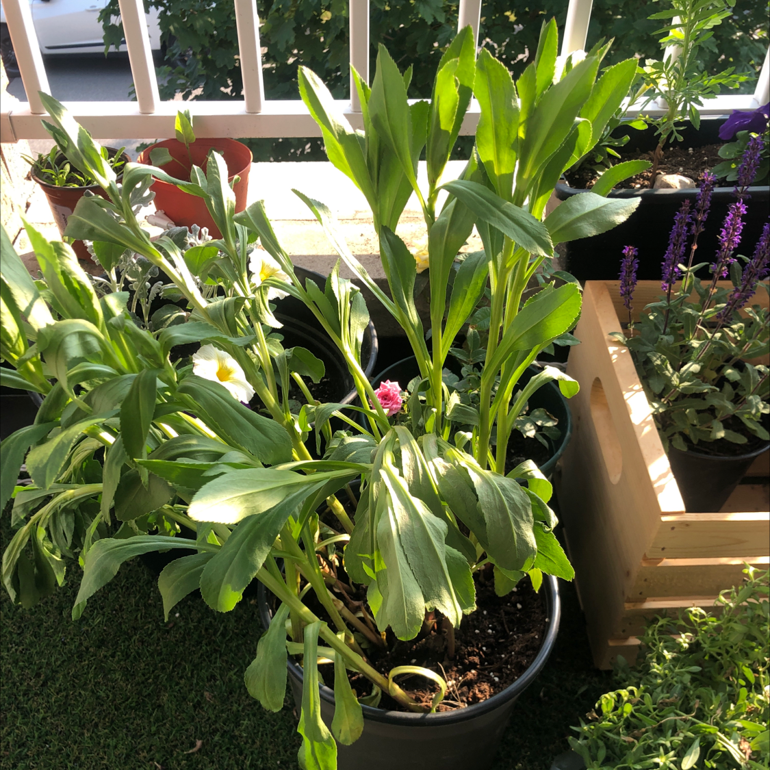 Why Are My Shasta Daisy Leaves Falling Over?