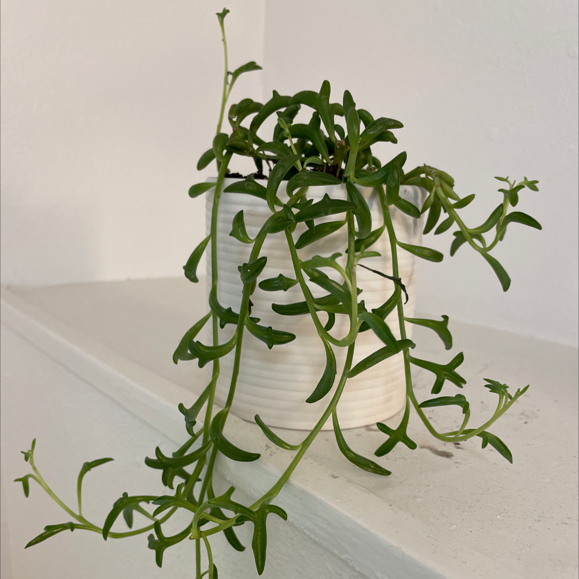 String of Dolphins Plant Care: Water, Light, Nutrients | Greg App 🌱