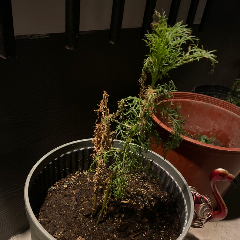 🍂 Why Are There Brown Spots on My Garden Cosmos?