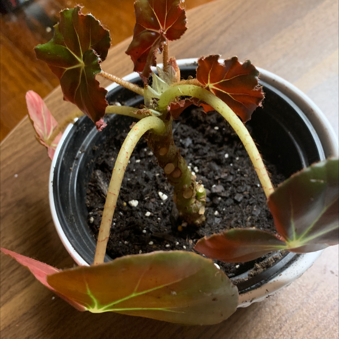 How To Prune Clubed Begonia