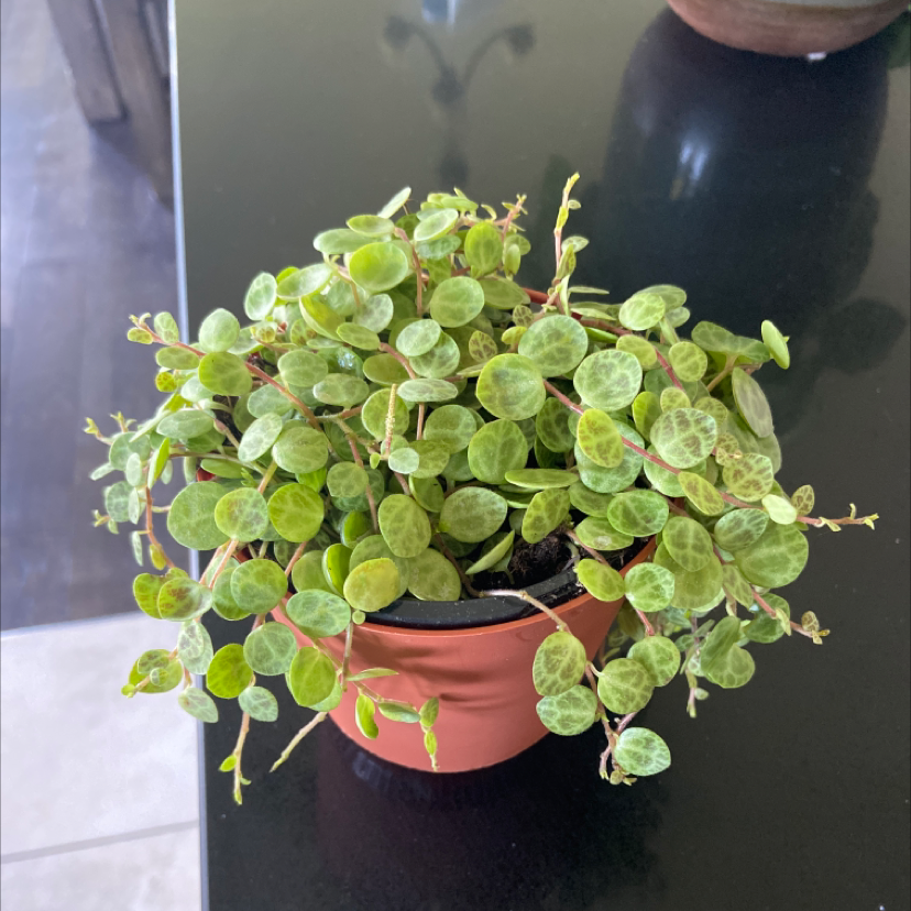 💧 How Much Humidity Does My Trailing Jade Need?