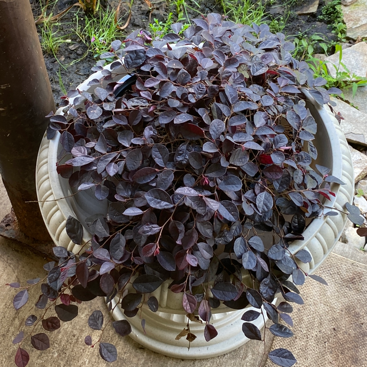 How Should Chinese Fringe Flower Be Cut Back?